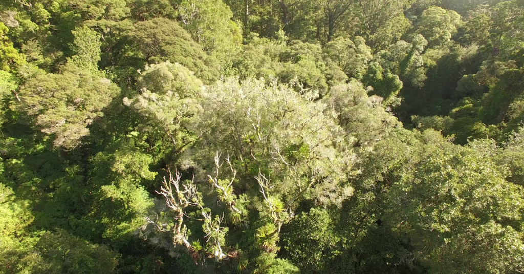 Native forest collapse feeds climate change - Pure Advantage