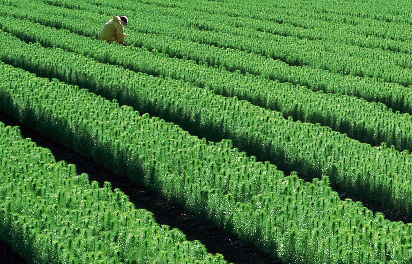 Raising native trees - do cuttings have an edge? - Pure Advantage