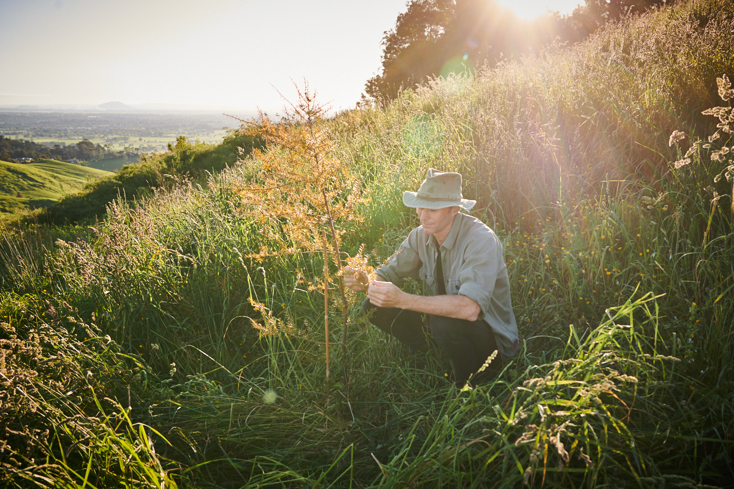 Nature-based Forestry: Regenerative Forestry Models for Aotearoa - Pure ...