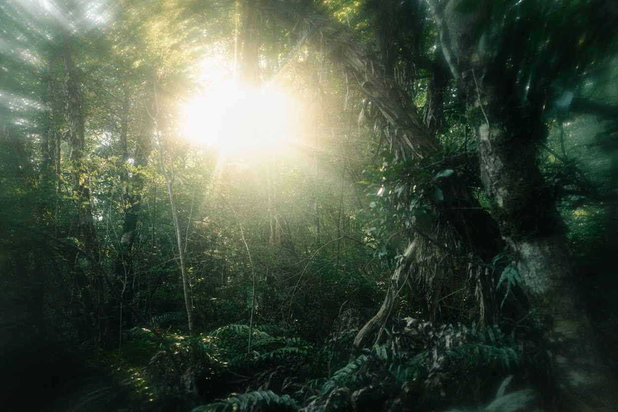 Ten Golden Rules for Large-scale Establishment of Native Forest - Pure ...