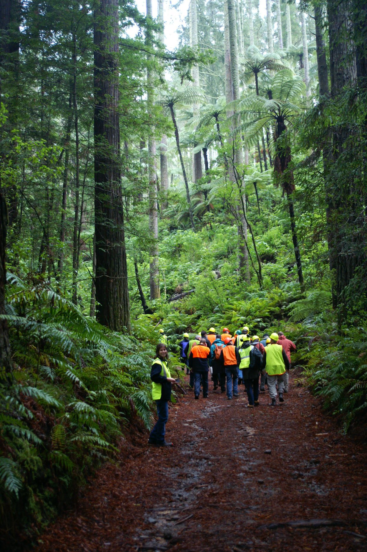 Native Trees and Professional Foresters - Pure Advantage