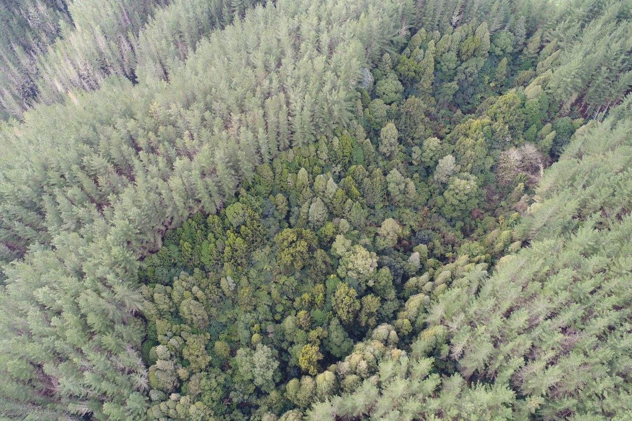 Transitioning Plantations to Native Forest - Pure Advantage