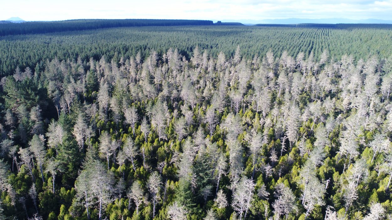 Transitioning Plantations to Native Forest - Pure Advantage