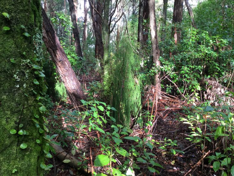 Transitioning Plantations to Native Forest - Pure Advantage