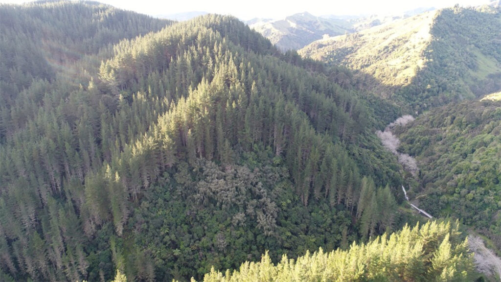 Transitioning Plantations to Native Forest - Pure Advantage